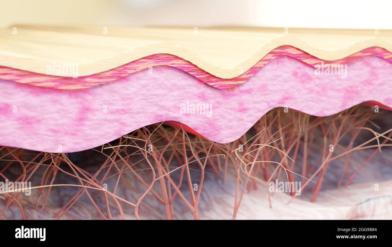 Collagen fibers hi-res stock photography and images - Alamy