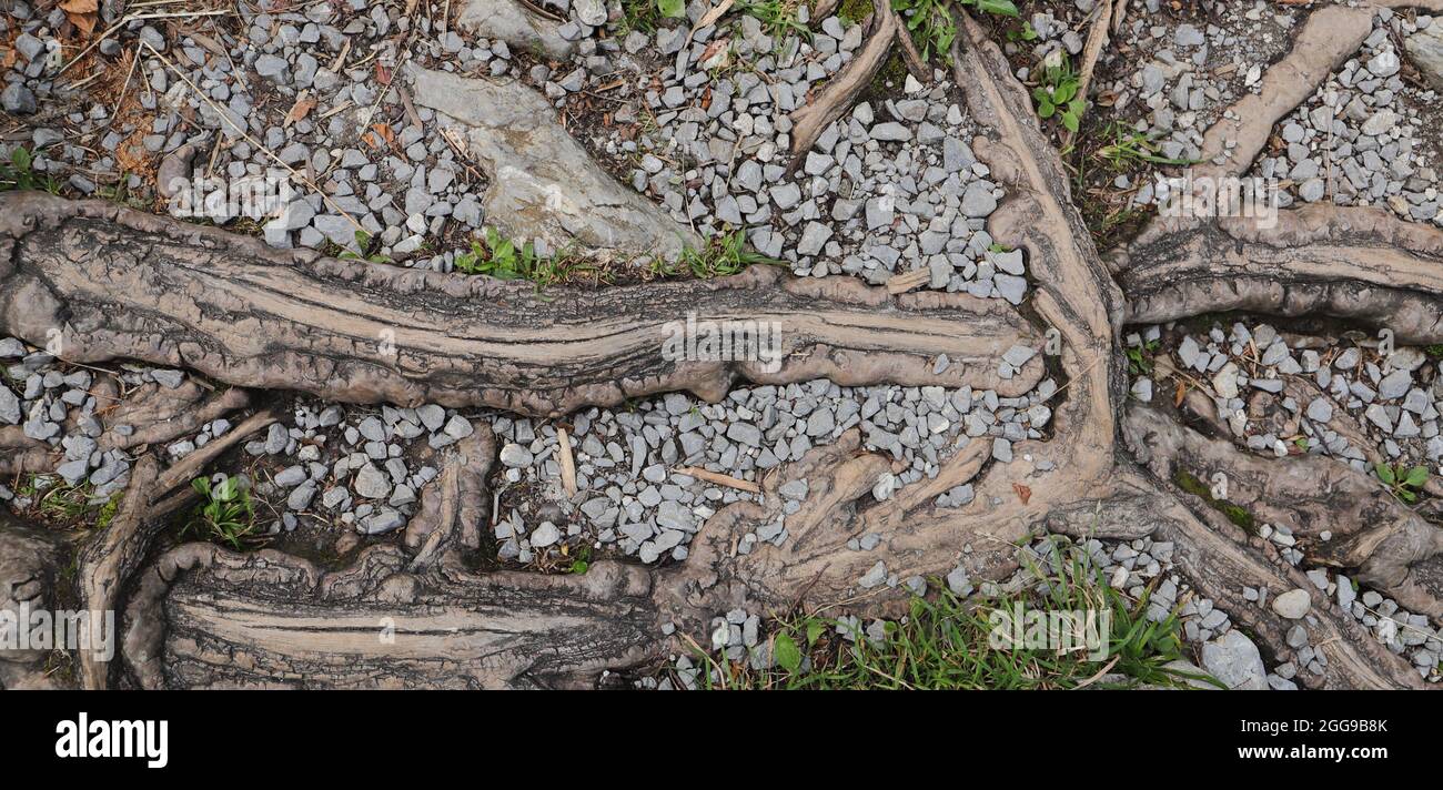 Tree roots on surface soil hi-res stock photography and images - Alamy
