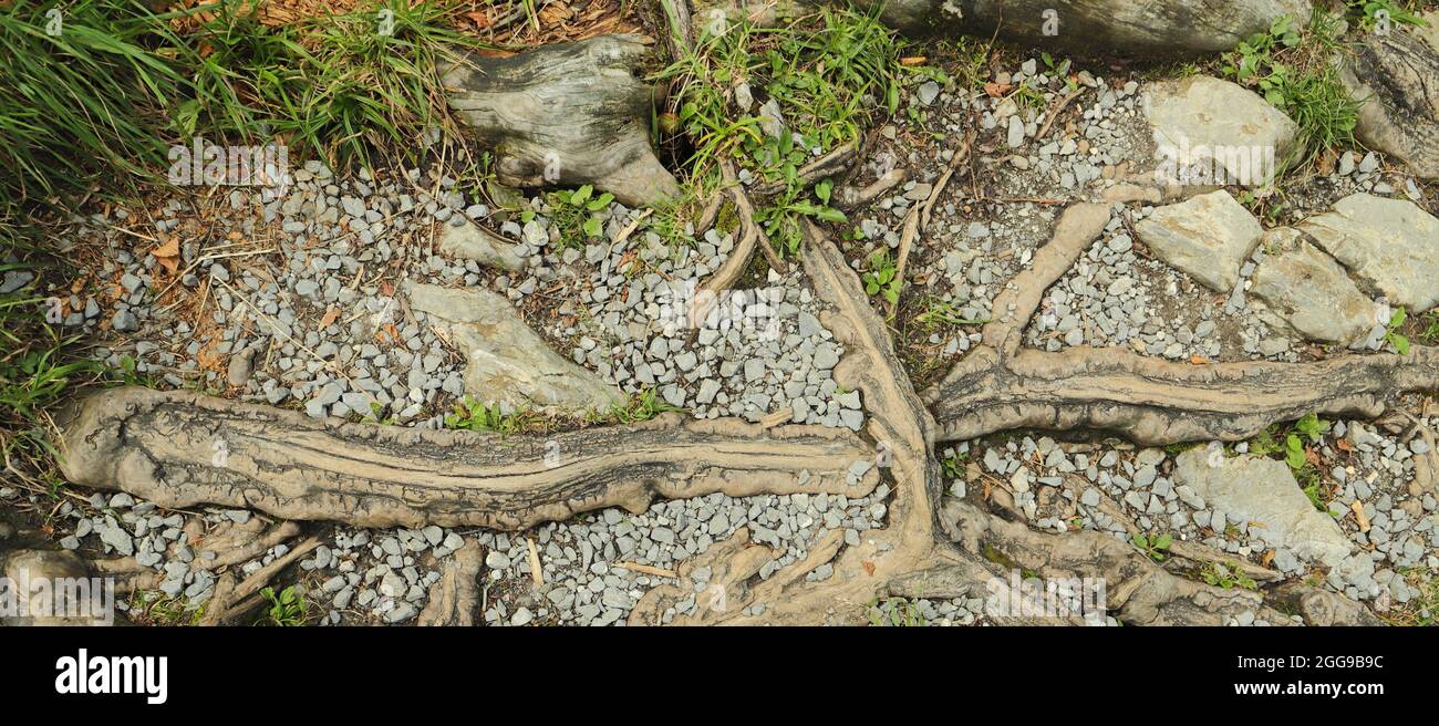 Roots on the forest floor as a background Stock Photo - Alamy