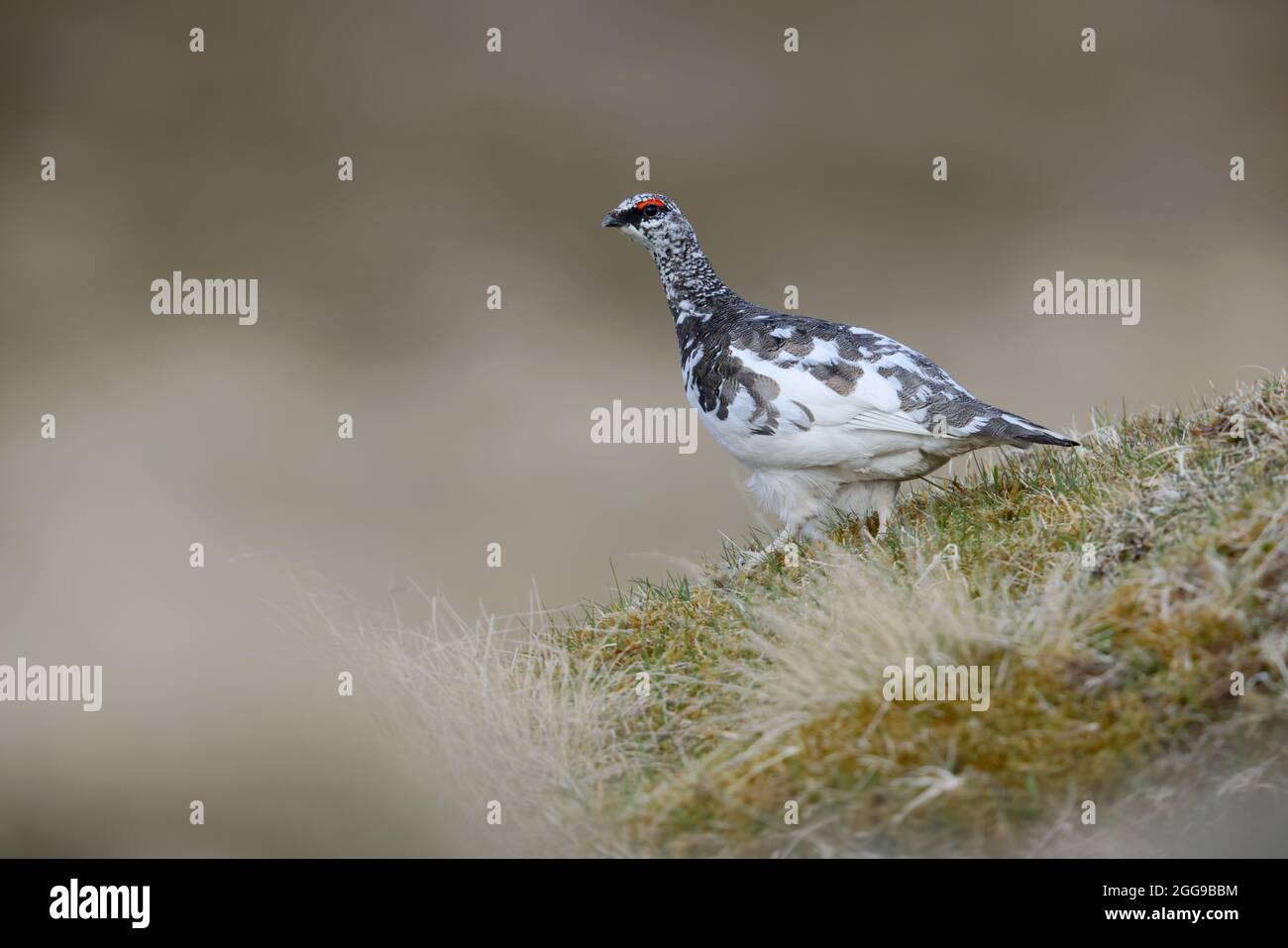 A male Rock Ptarmigan (Lagopus muta) in spring plumage in the ...