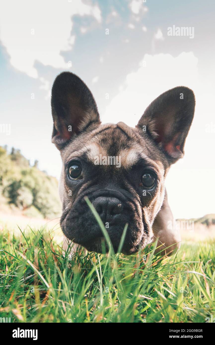 Frenchie puppy hi-res stock photography and images - Alamy