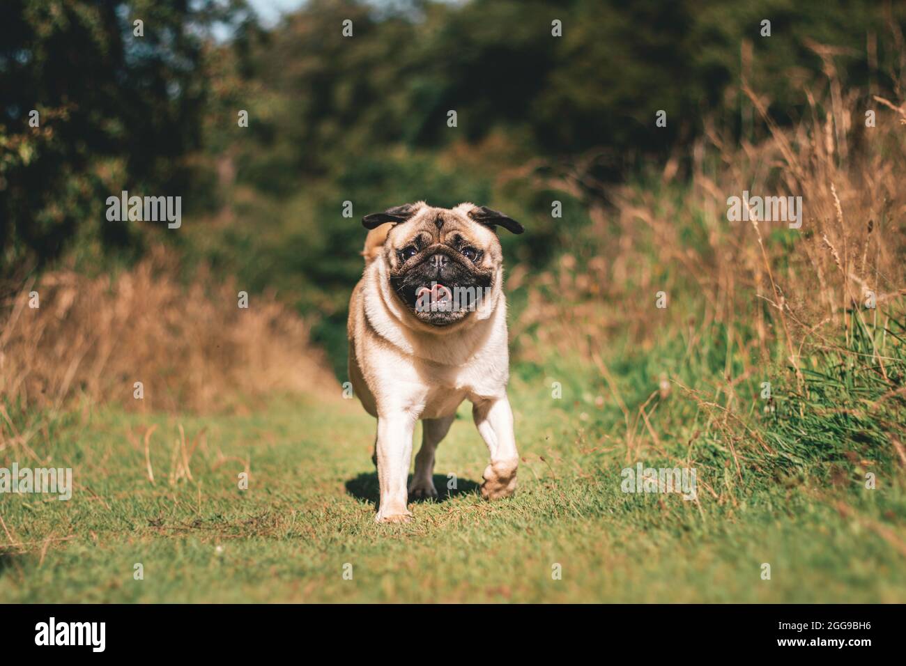 Happy pug hi-res stock photography and images - Alamy
