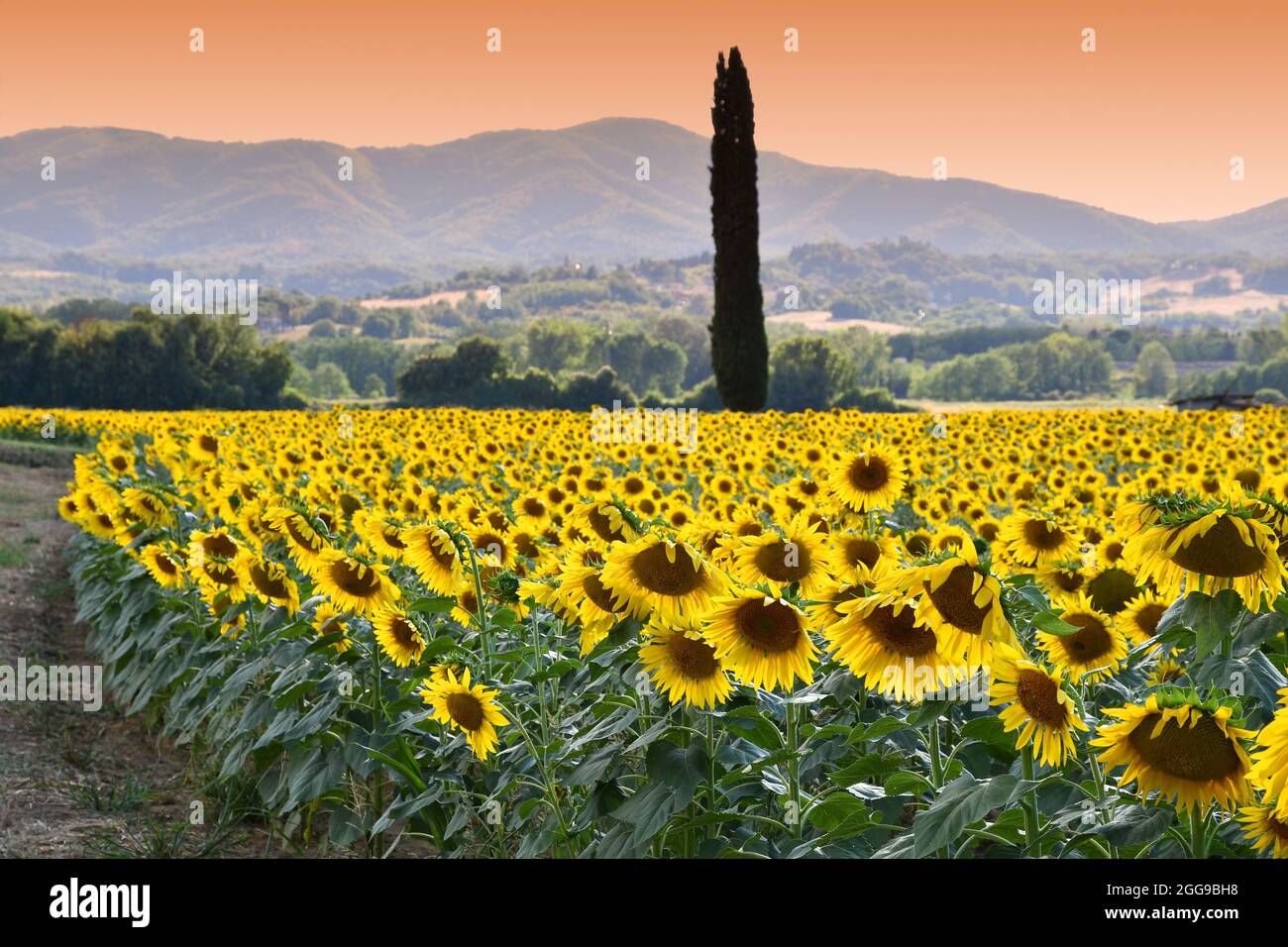 Beautiful field of sunflowers under the sunset light in the Tuscan ...