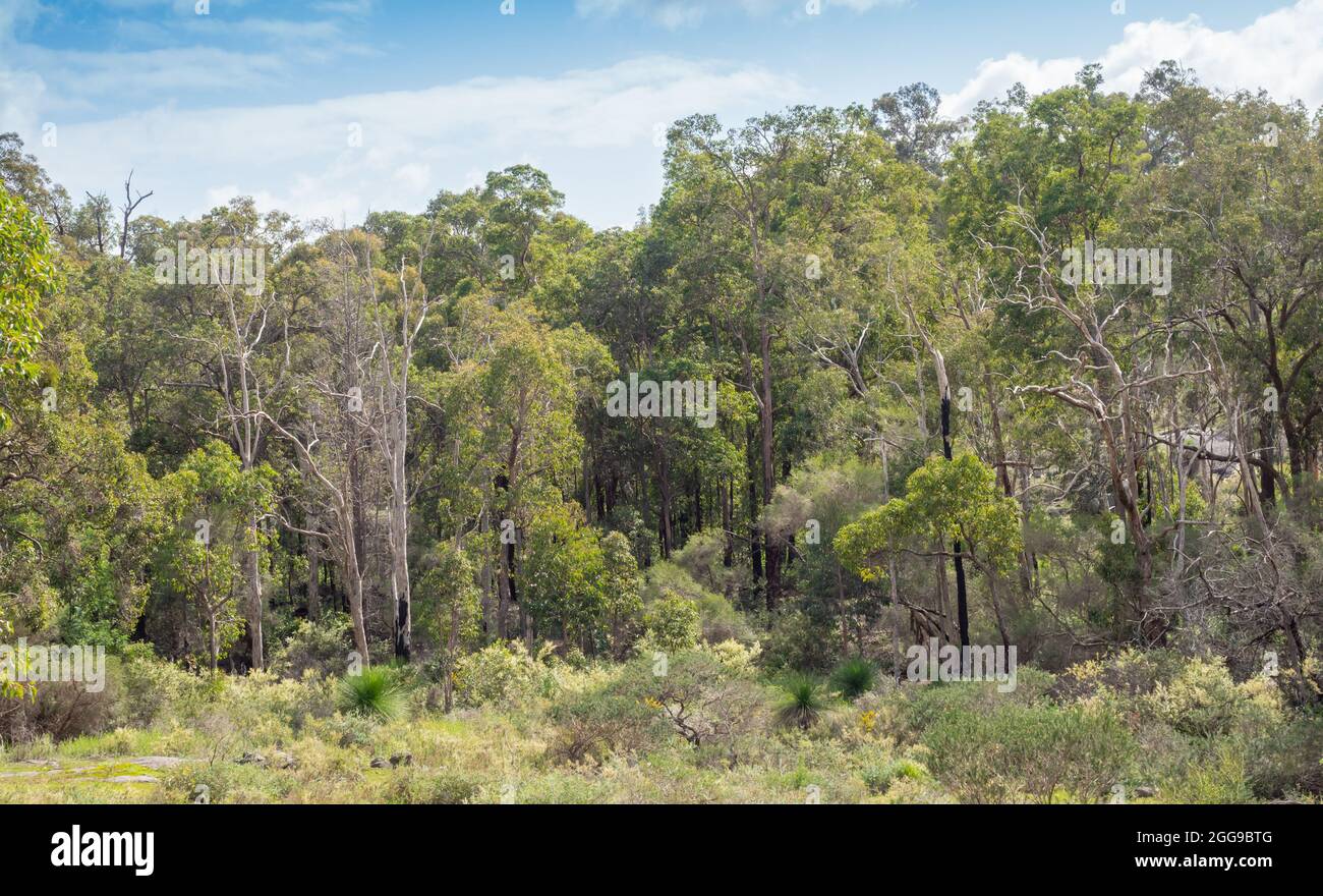 Trees in John Forrest National Park near Perth in Western Australia ...