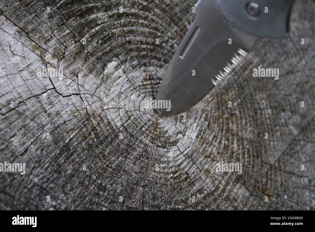 knife thrown at wooden log target Stock Photo - Alamy