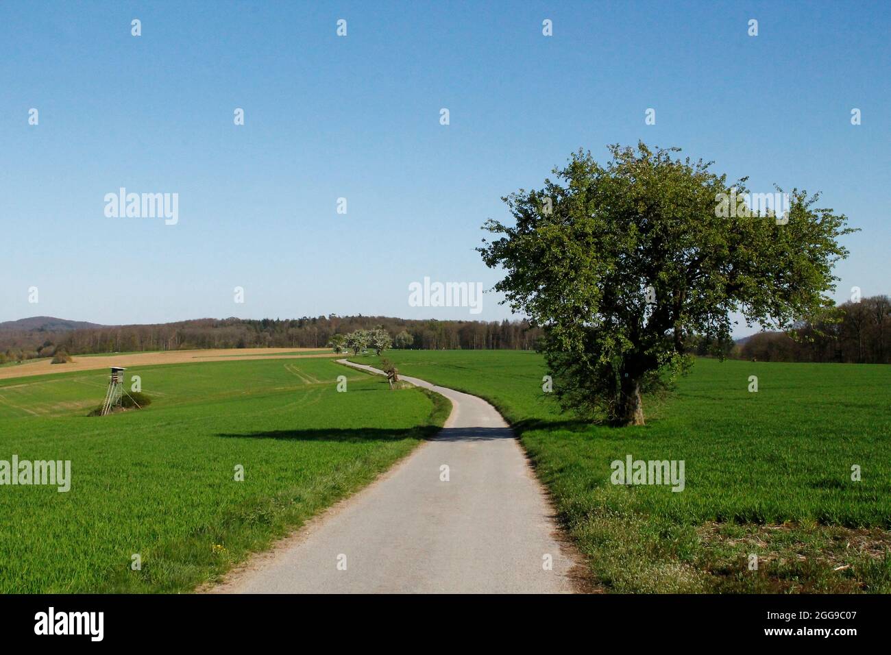 a road with a green tree Stock Photo - Alamy