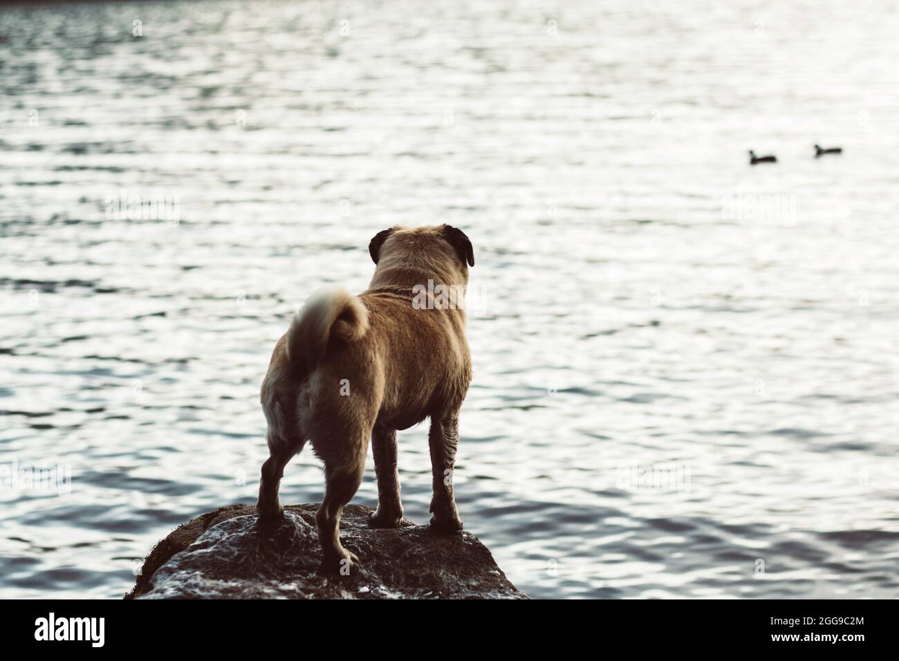 Pug in Water Stock Photo - Alamy