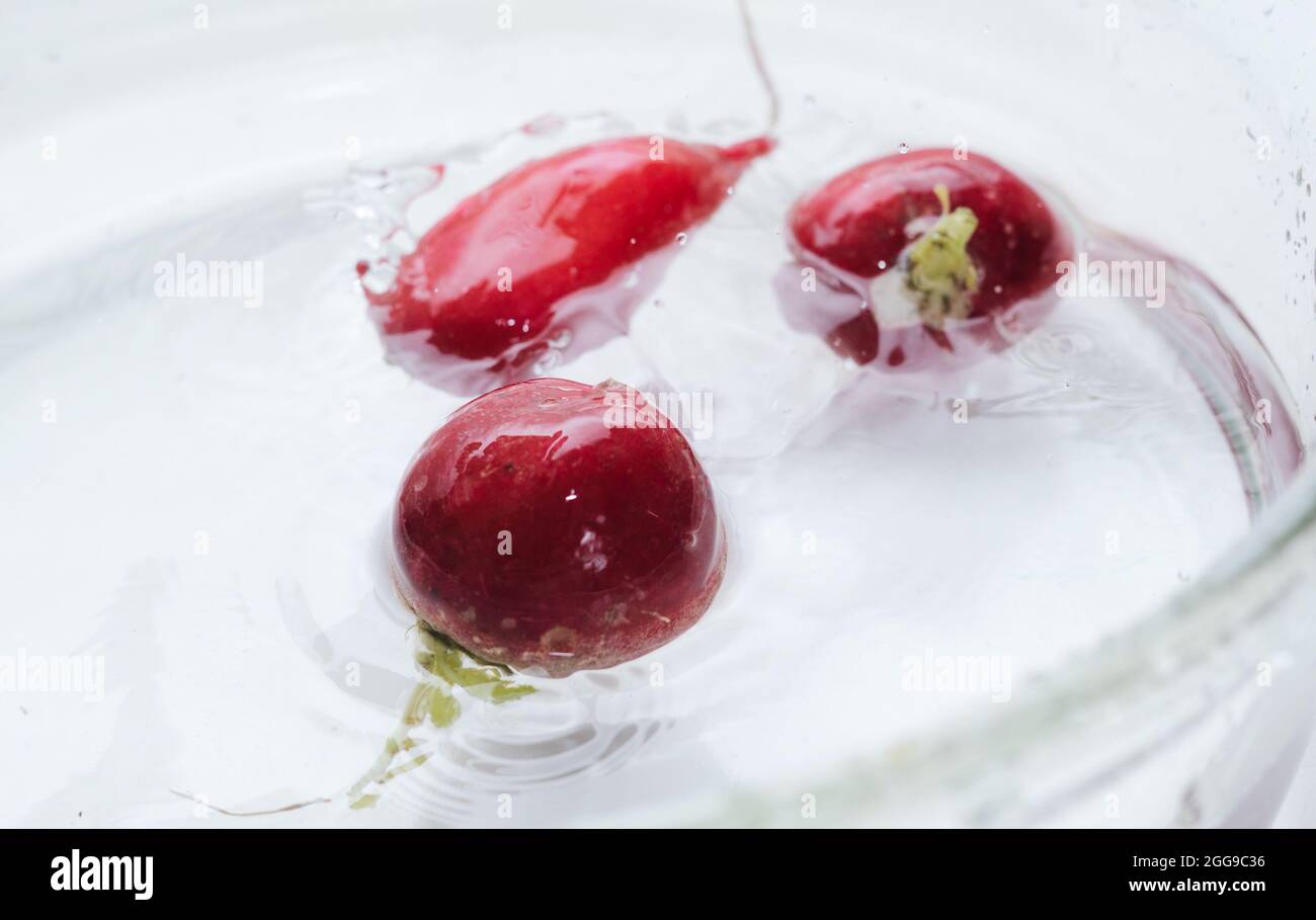 Fresh radish in water splash. Healthy food background. Spring or Summer ...