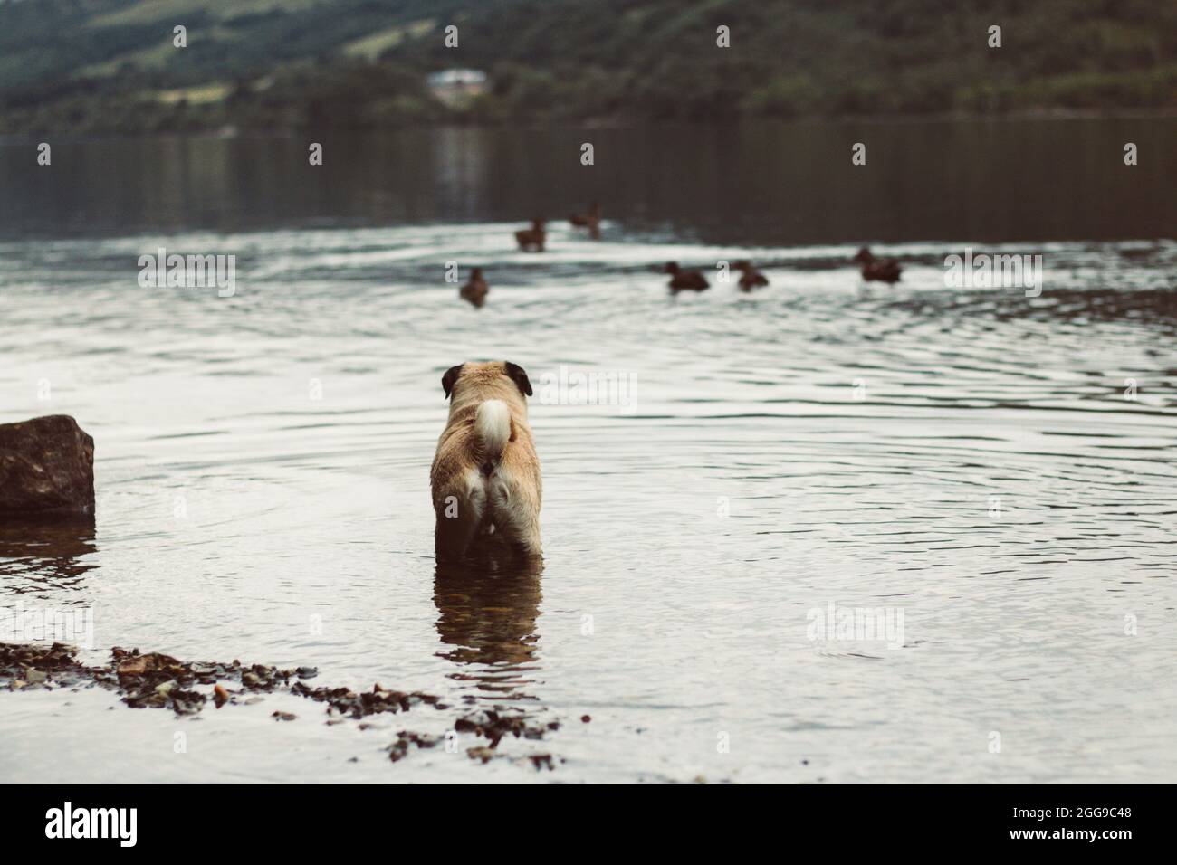 Pug in Water Stock Photo - Alamy