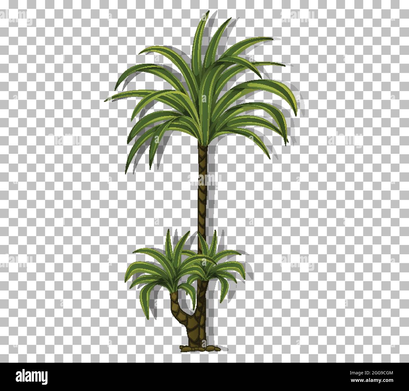 Palm tree isolated on transparent background illustration Stock Vector ...
