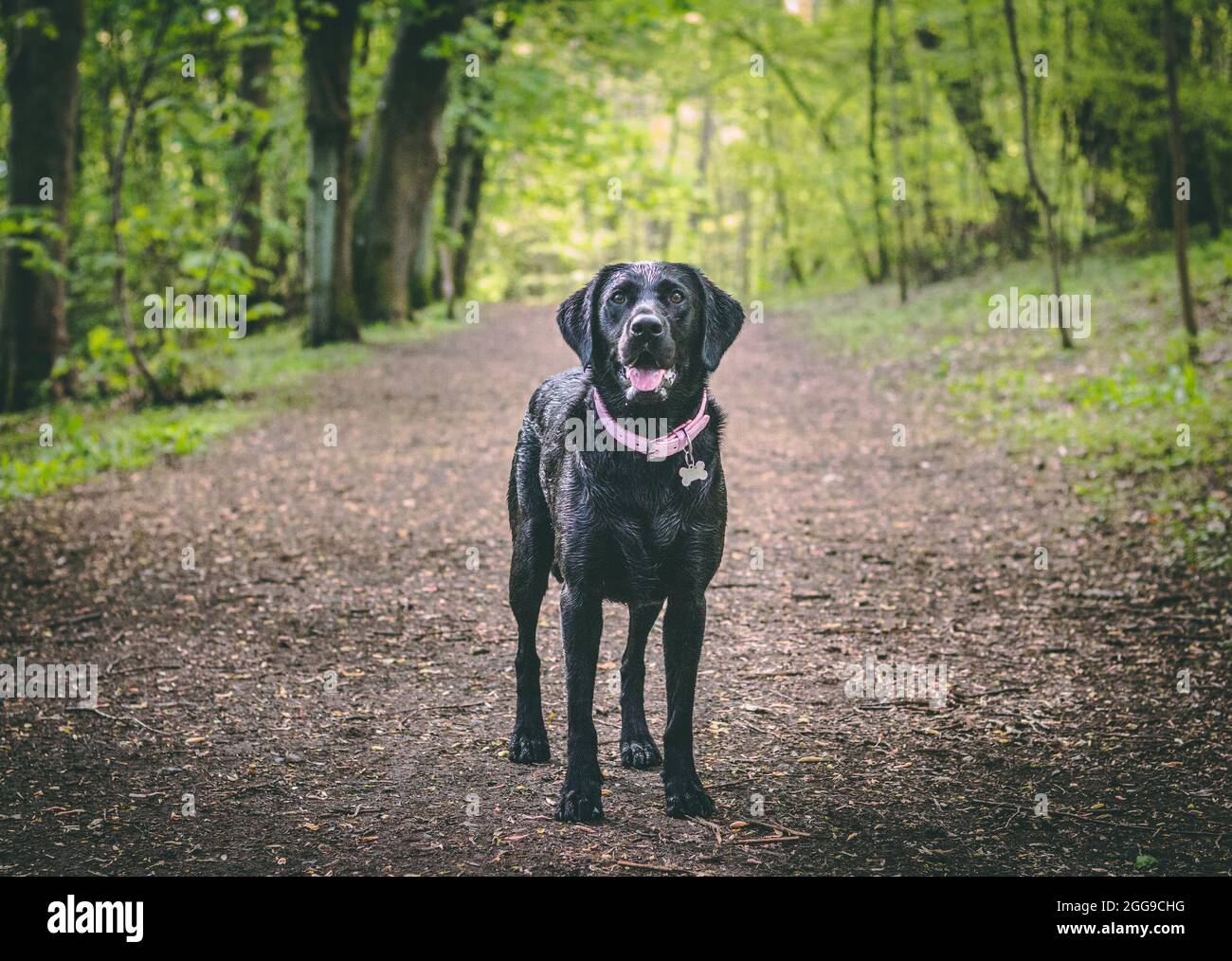 Black Labrador on trail Stock Photo - Alamy