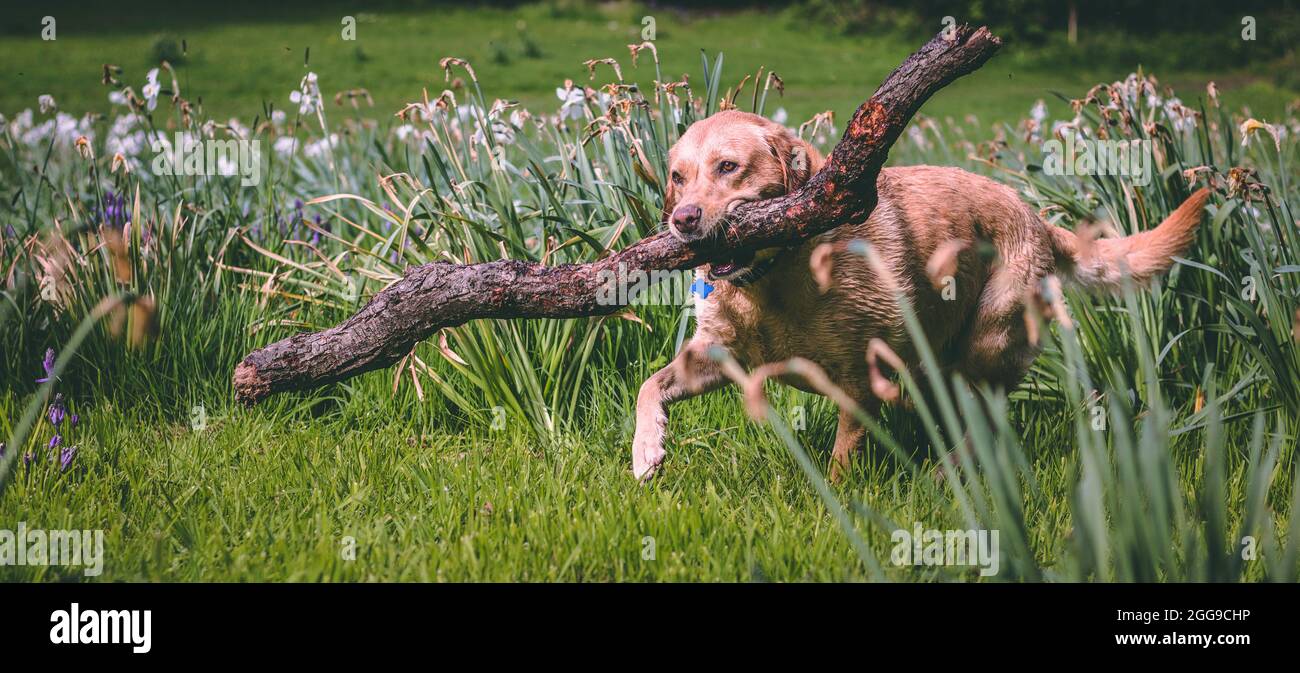 Golden Lab, playing fetch with log Stock Photo - Alamy
