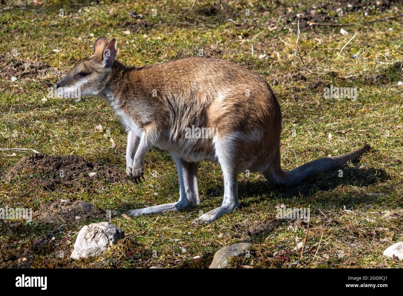 The agile wallaby, Macropus agilis also known as the sandy wallaby is a ...