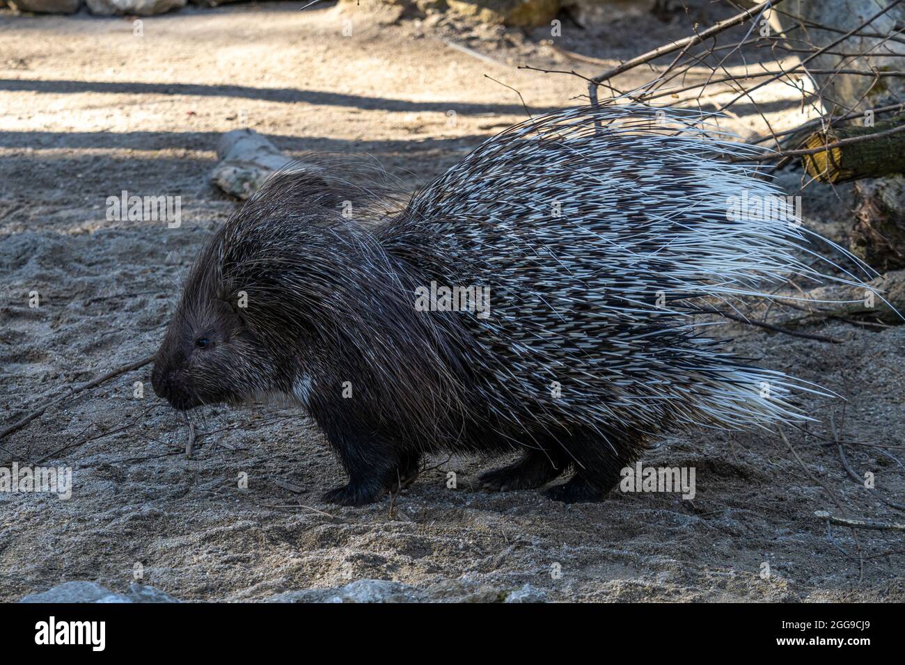 The Indian crested Porcupine, Hystrix indica or Indian porcupine, is a ...