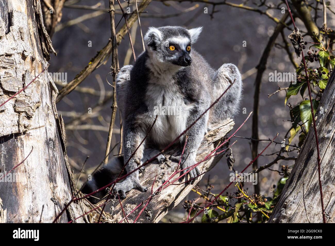 The ring-tailed lemur, Lemur catta is a large strepsirrhine primate and ...