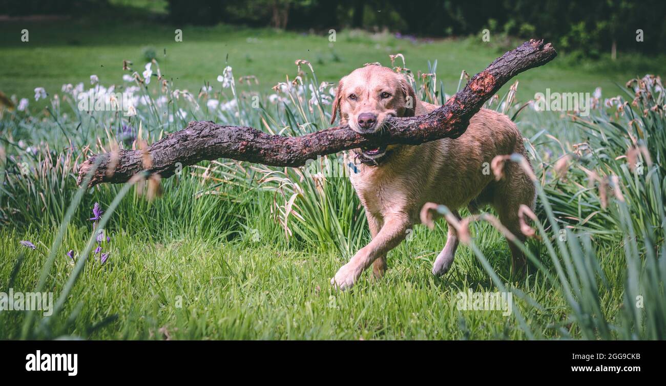 Golden Lab, playing fetch with log Stock Photo - Alamy
