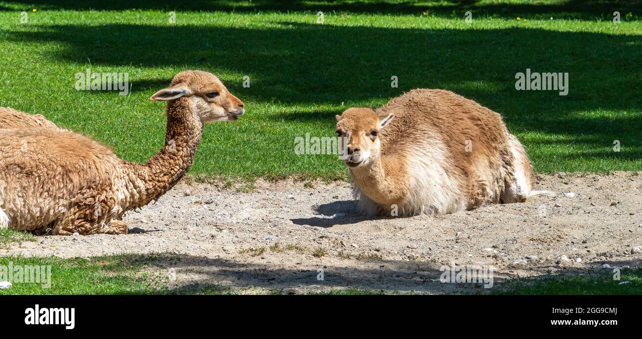 Vicunas, Vicugna Vicugna, relatives of the llama which live in the high ...