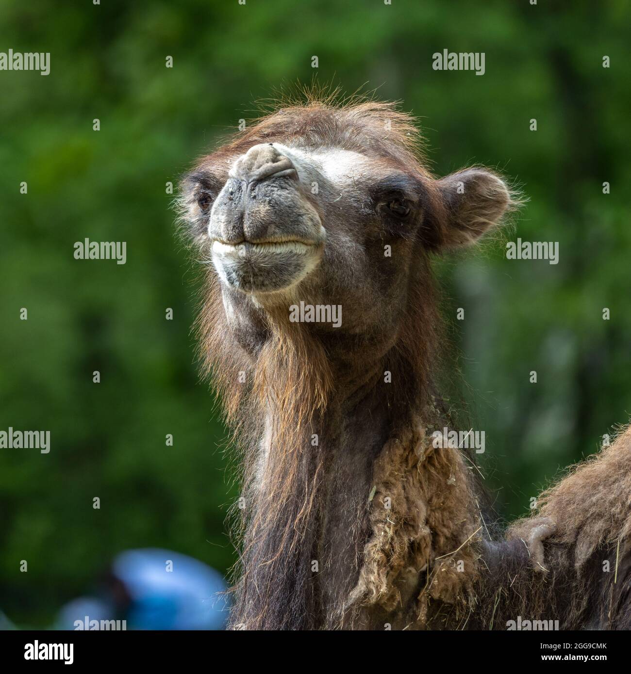 The Bactrian camels, Camelus bactrianus is a large, even-toed ungulate ...