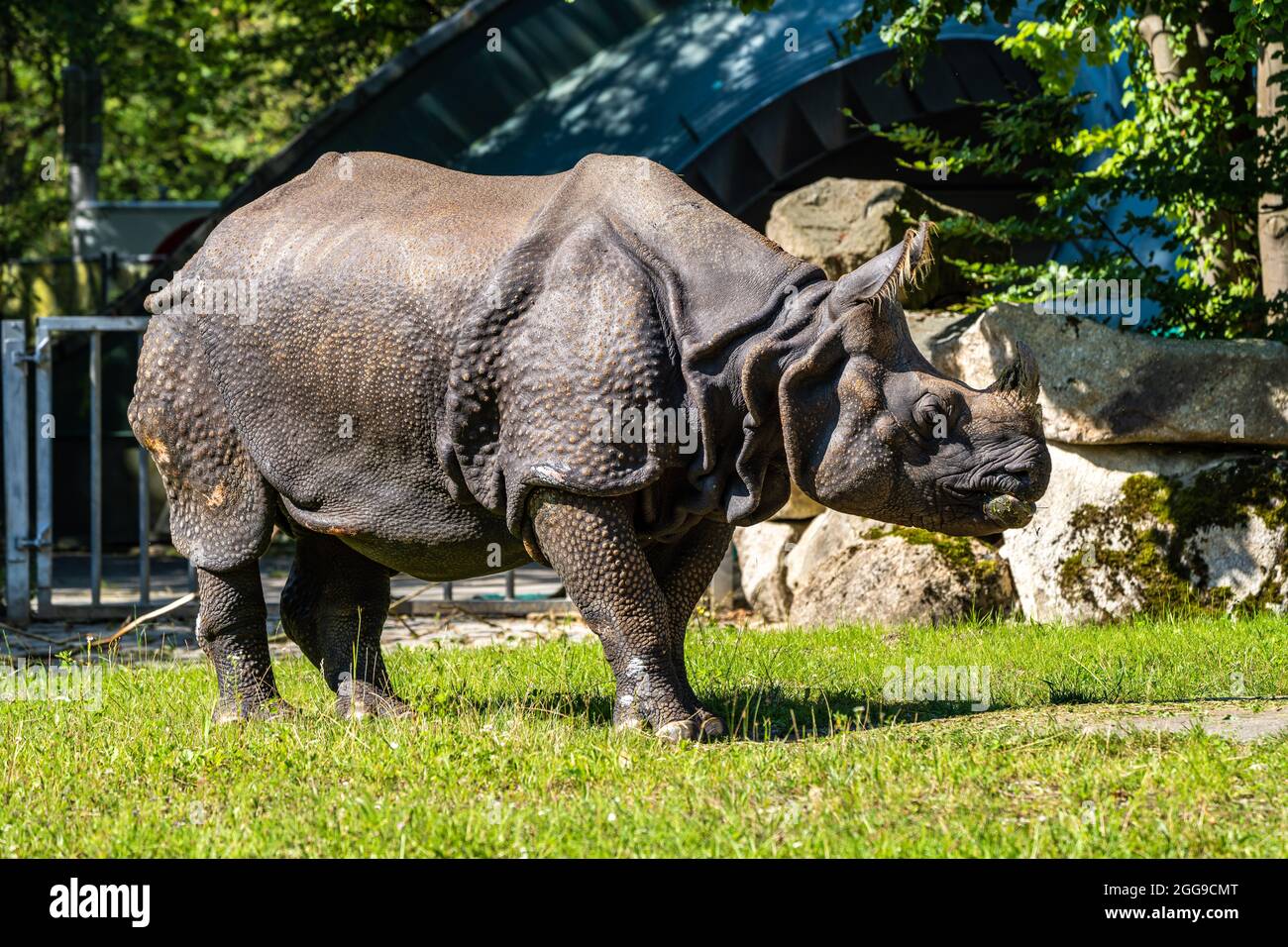 The Indian Rhinoceros, Rhinoceros unicornis is also called Greater One ...