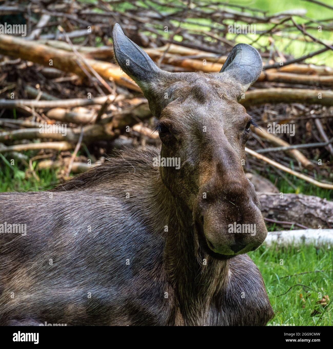 European Moose, Alces alces, also known as the elk. Wild life animal ...