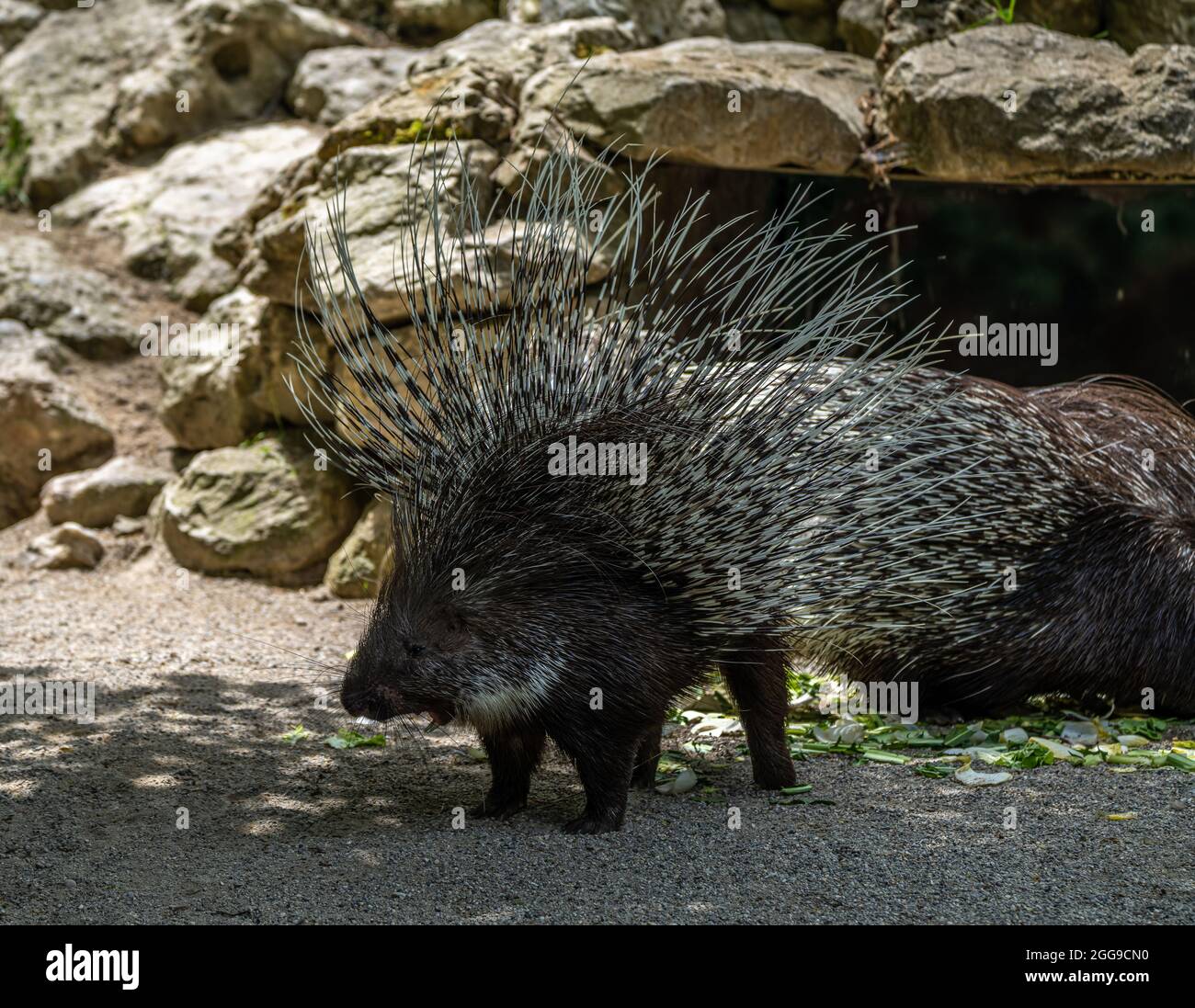 The Indian crested Porcupine, Hystrix indica or Indian porcupine, is a ...