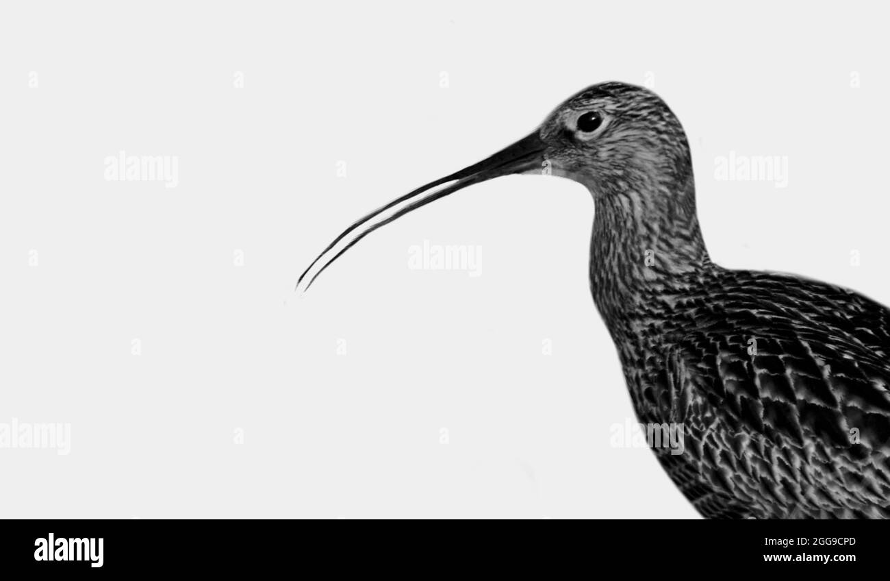 Wing long Black and White Stock Photos & Images - Alamy