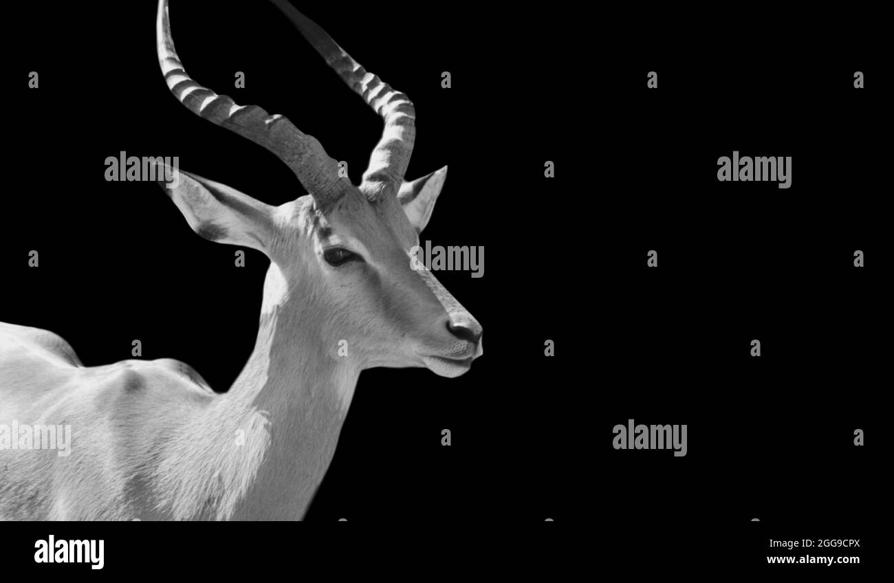 Cute impala close up hi-res stock photography and images - Alamy