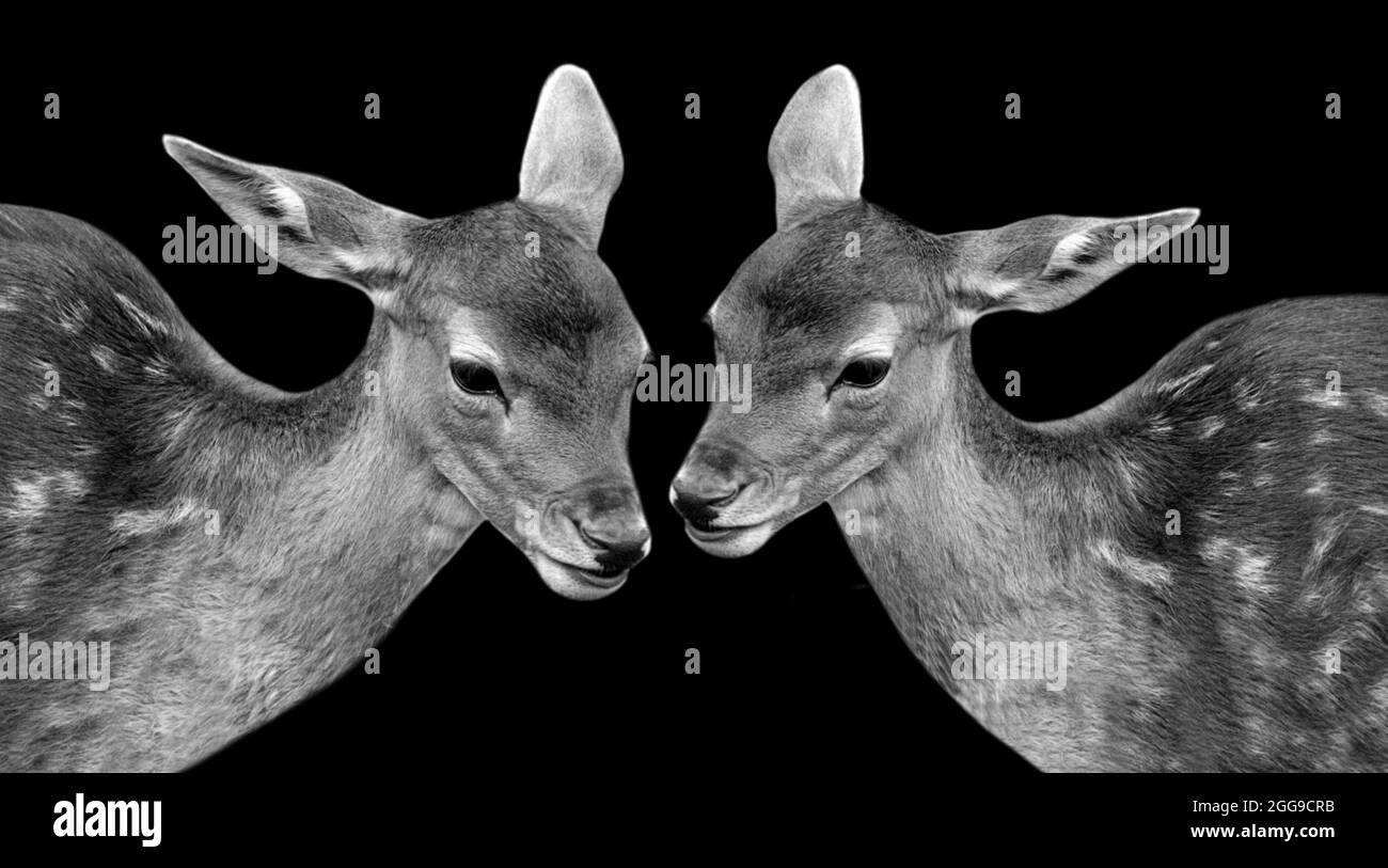 Two Cute Deer Playing In The Black Background Stock Photo - Alamy