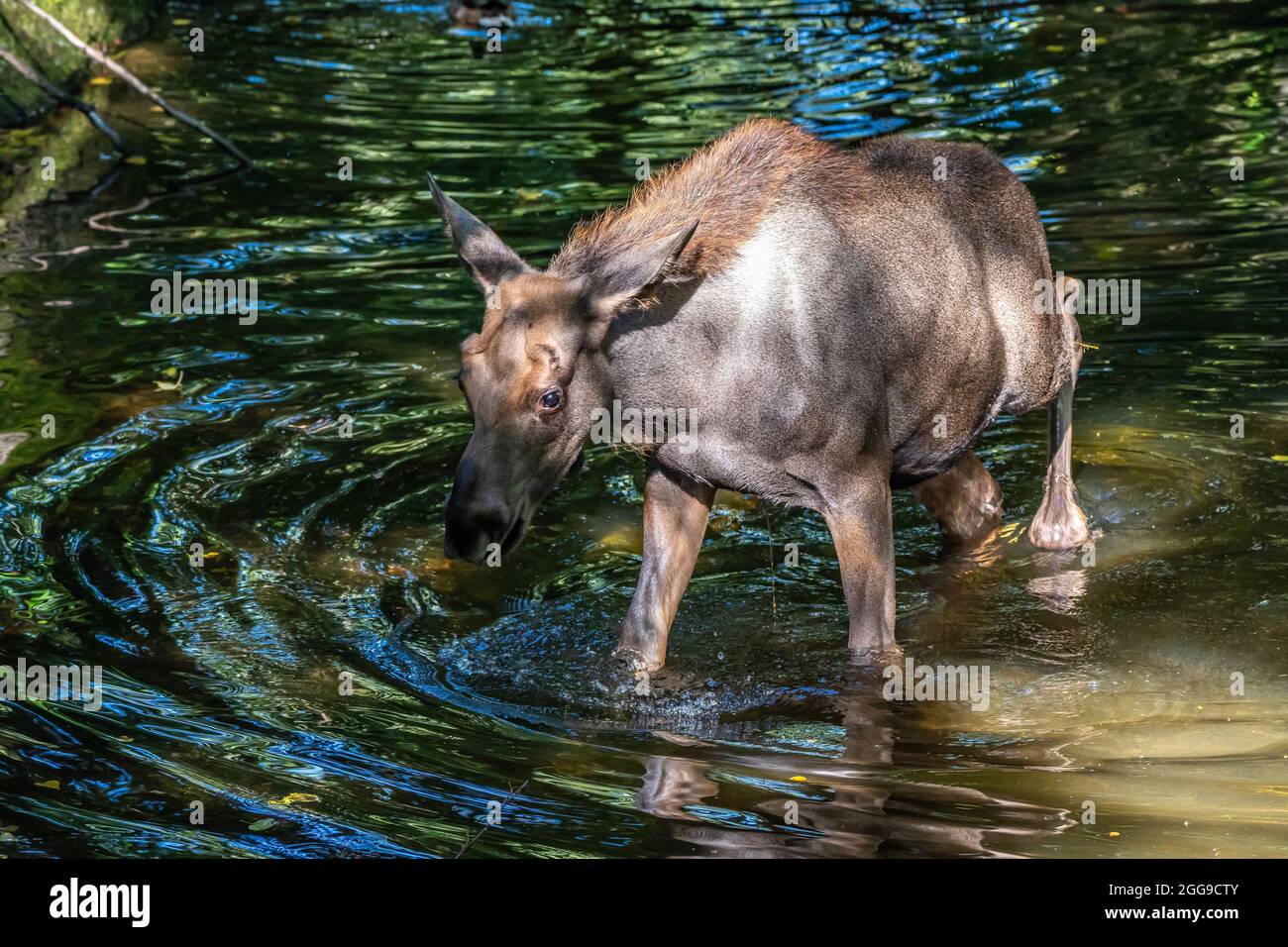 European Moose, Alces alces, also known as the elk. Wild life animal ...