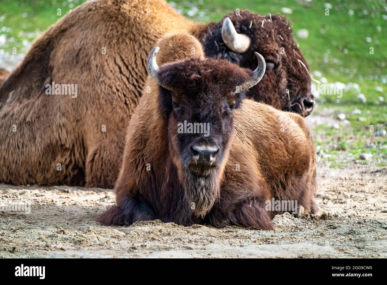 The American bison or simply bison, also commonly known as the American ...
