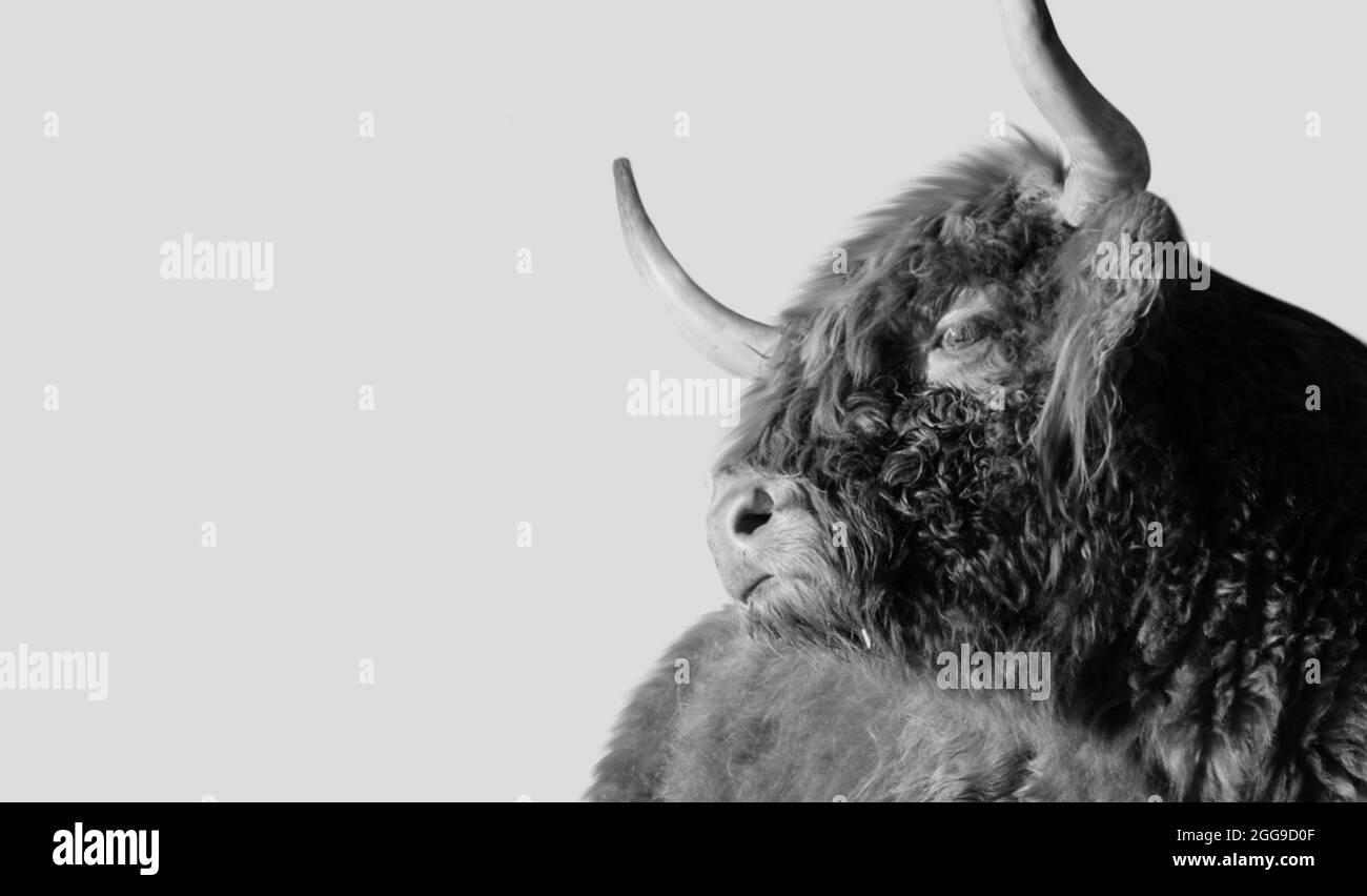 Buffalo Breed High Resolution Stock Photography and Images - Alamy