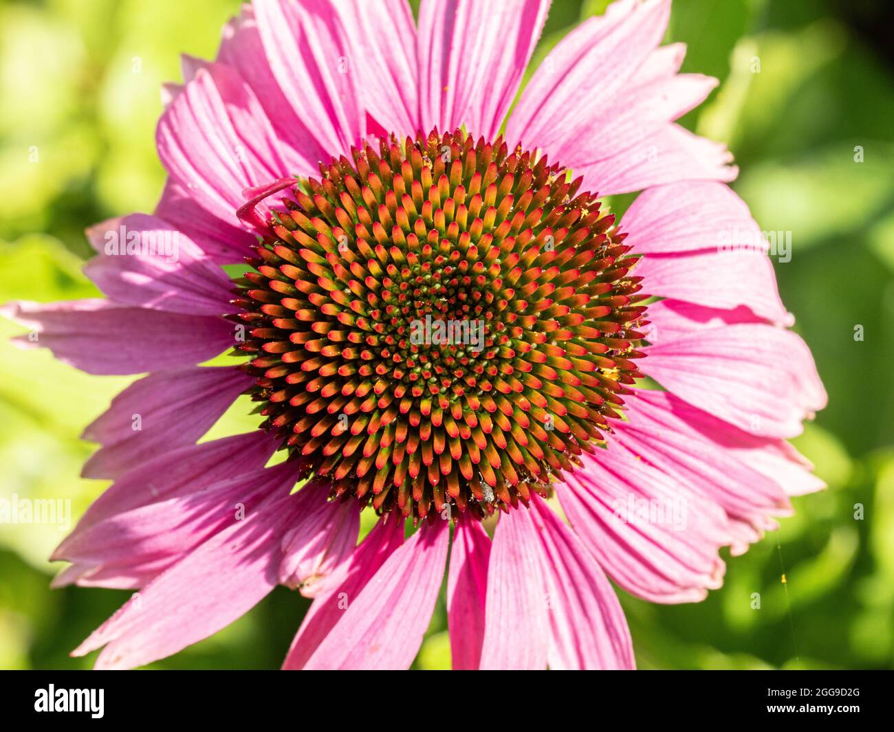 Fibonacci spiral hi-res stock photography and images - Alamy