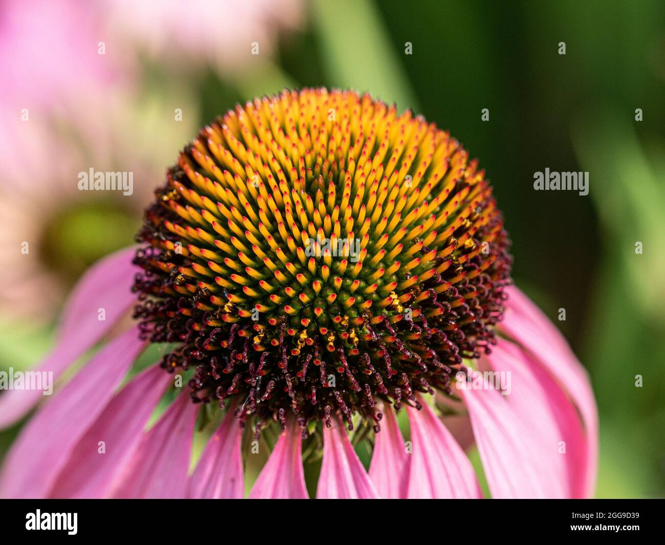 A close up of the centre of an Echinacea - cone flower showing the ...