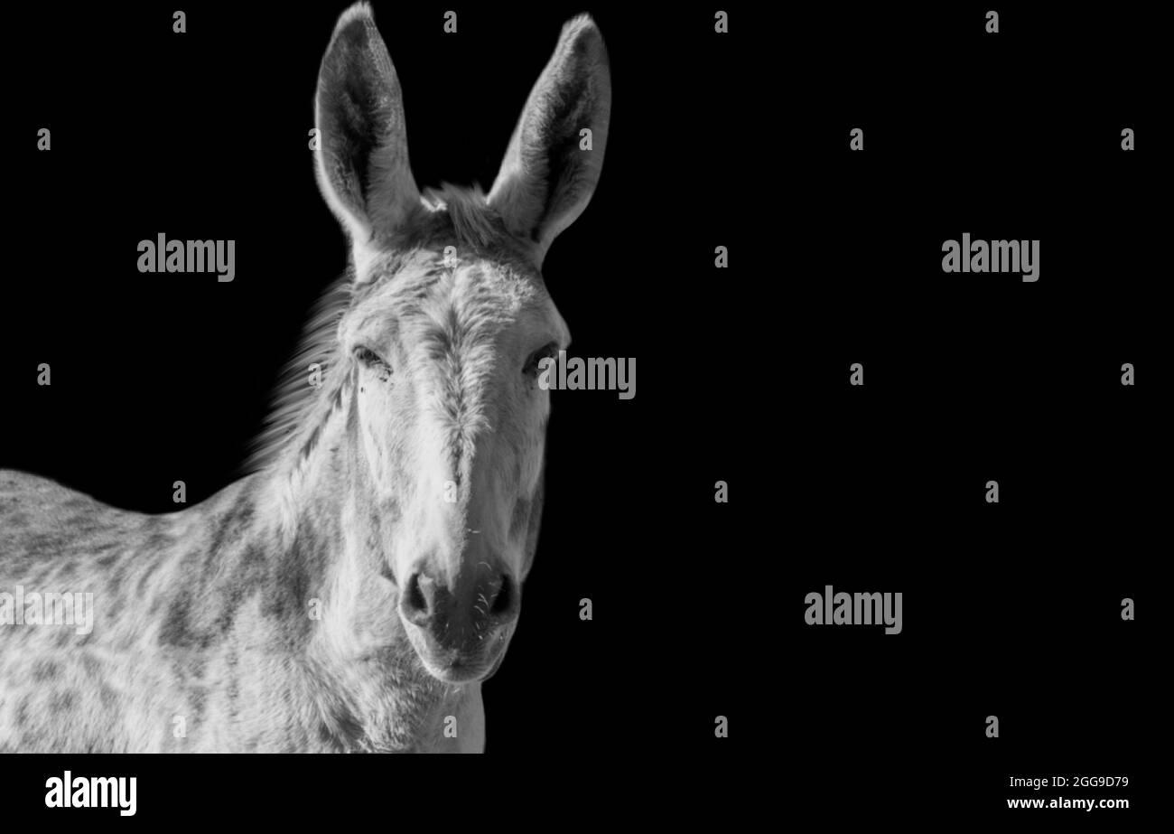 Black donkey hi-res stock photography and images - Alamy