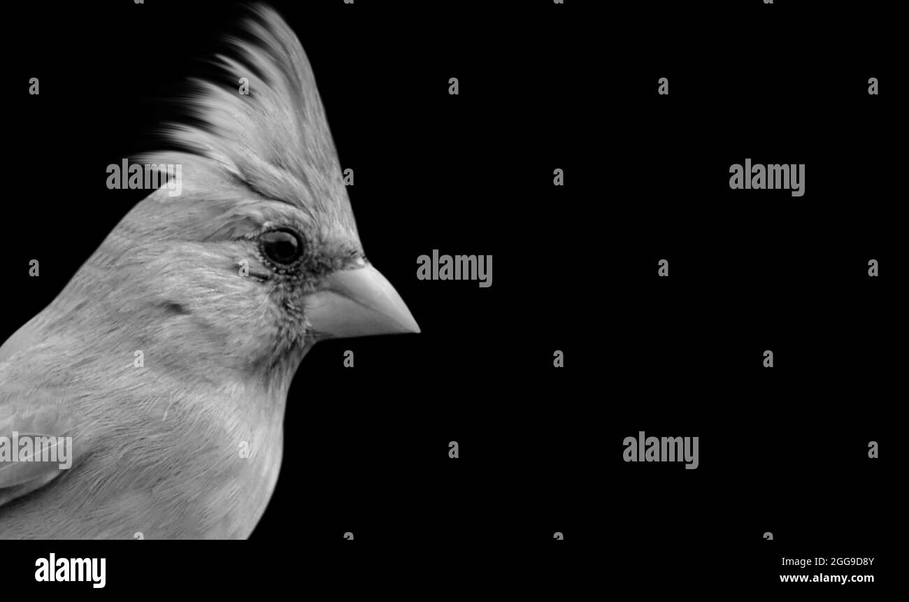 Cardinal closeup face hi-res stock photography and images - Alamy
