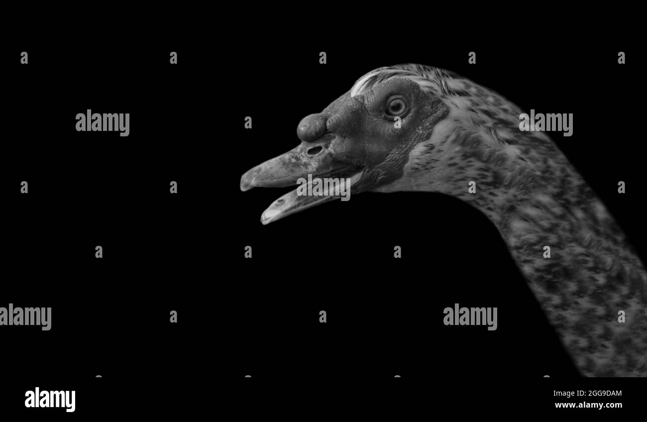 Duck face hi-res stock photography and images - Alamy