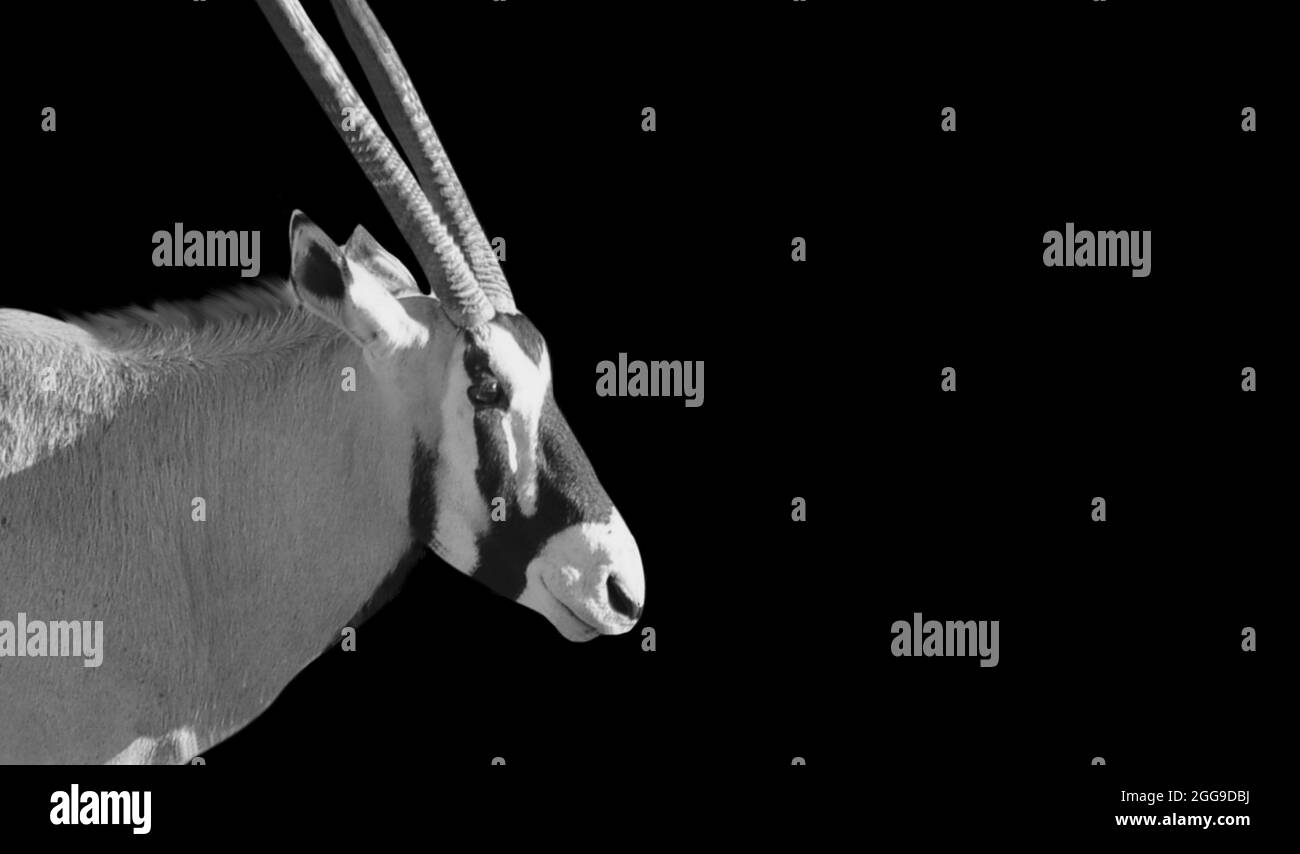 Long Horn Gemsbok Closeup Face In The Black Background Stock Photo - Alamy