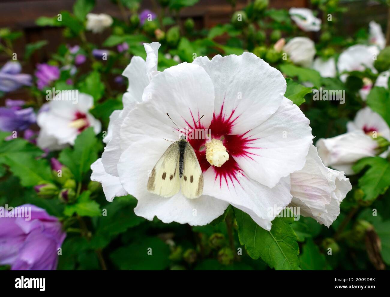 German butterfly species hi-res stock photography and images - Alamy