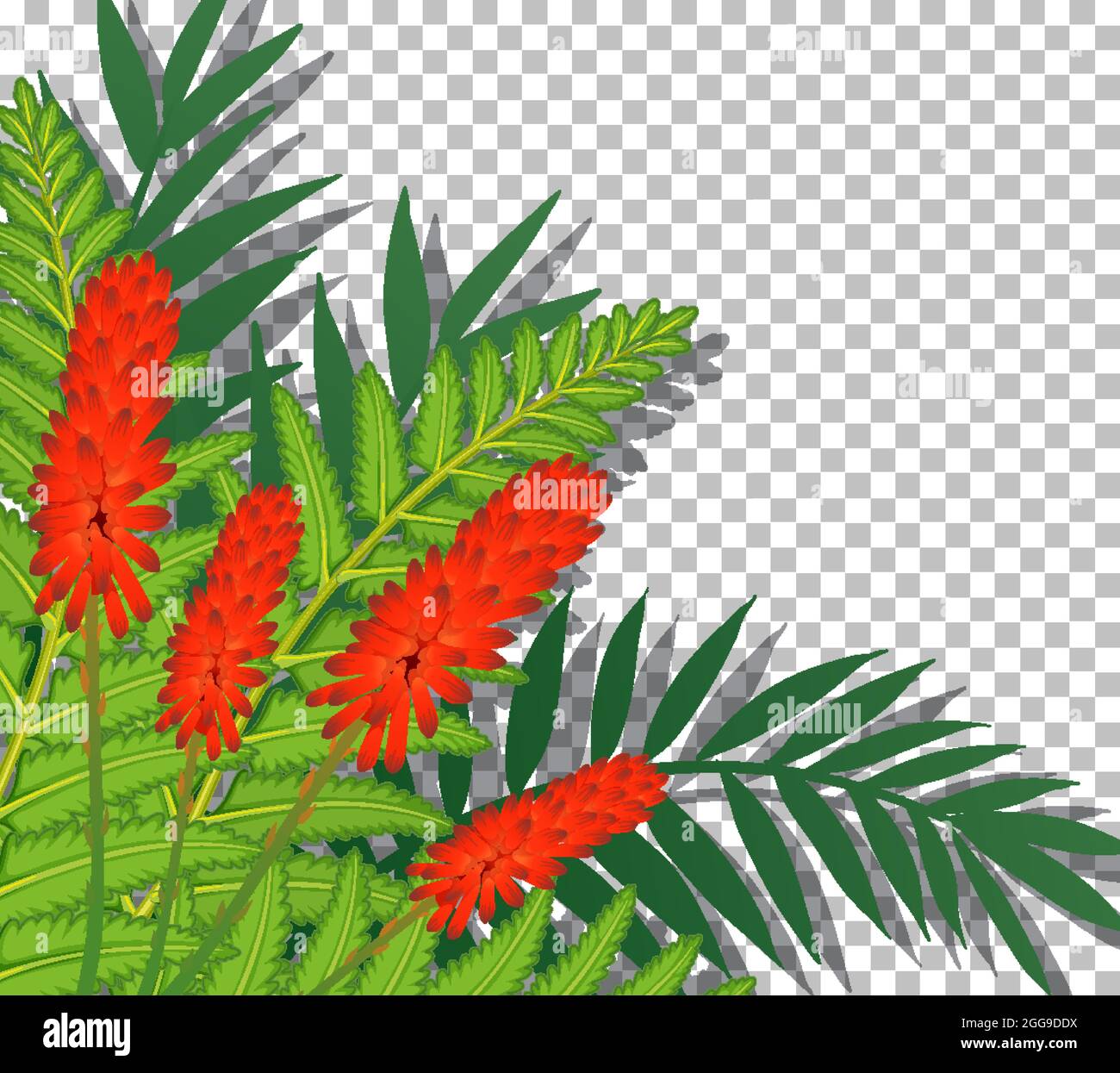 Cock's comb flower on transparent background illustration Stock Vector ...
