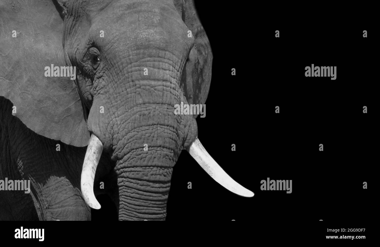 Herbivore teeth hi-res stock photography and images - Alamy