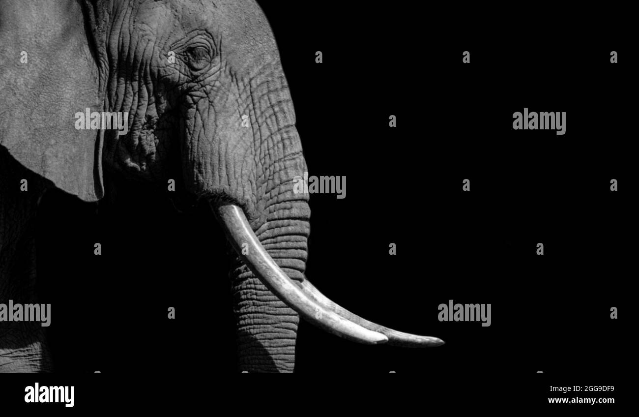 Elephant teeth hi-res stock photography and images - Alamy