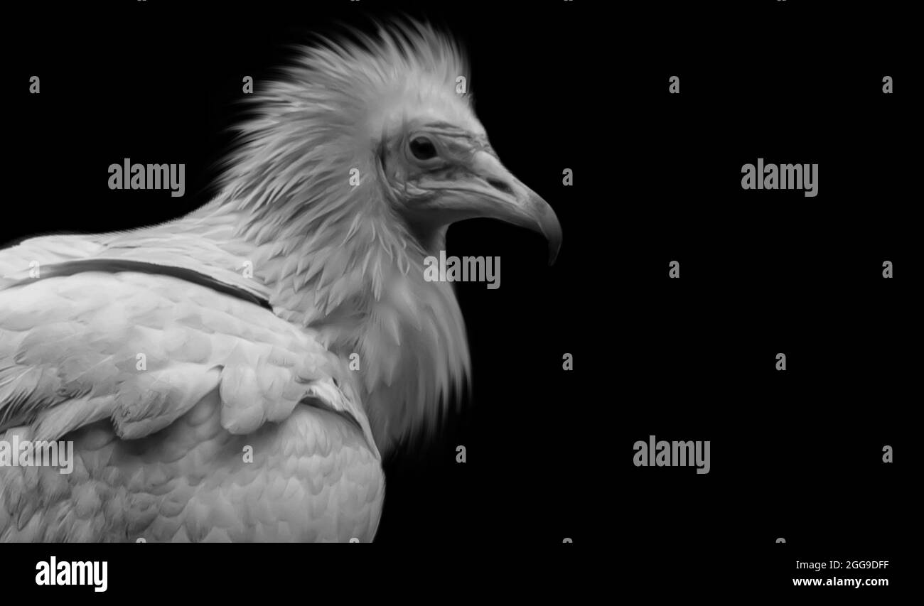 Vulture Front View High Resolution Stock Photography and Images - Alamy