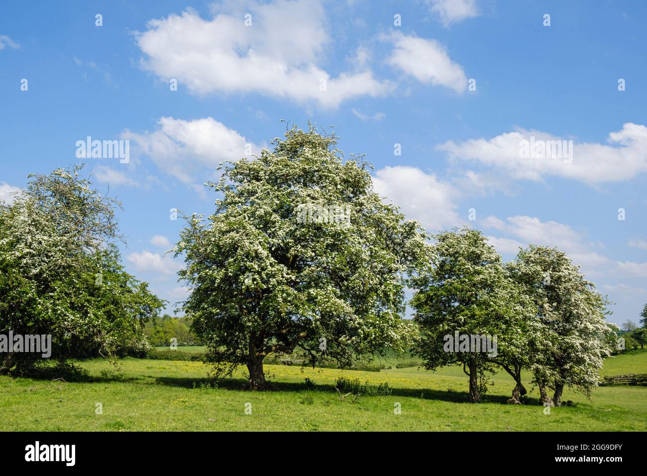 Wild flower of the british isles hi-res stock photography and images ...