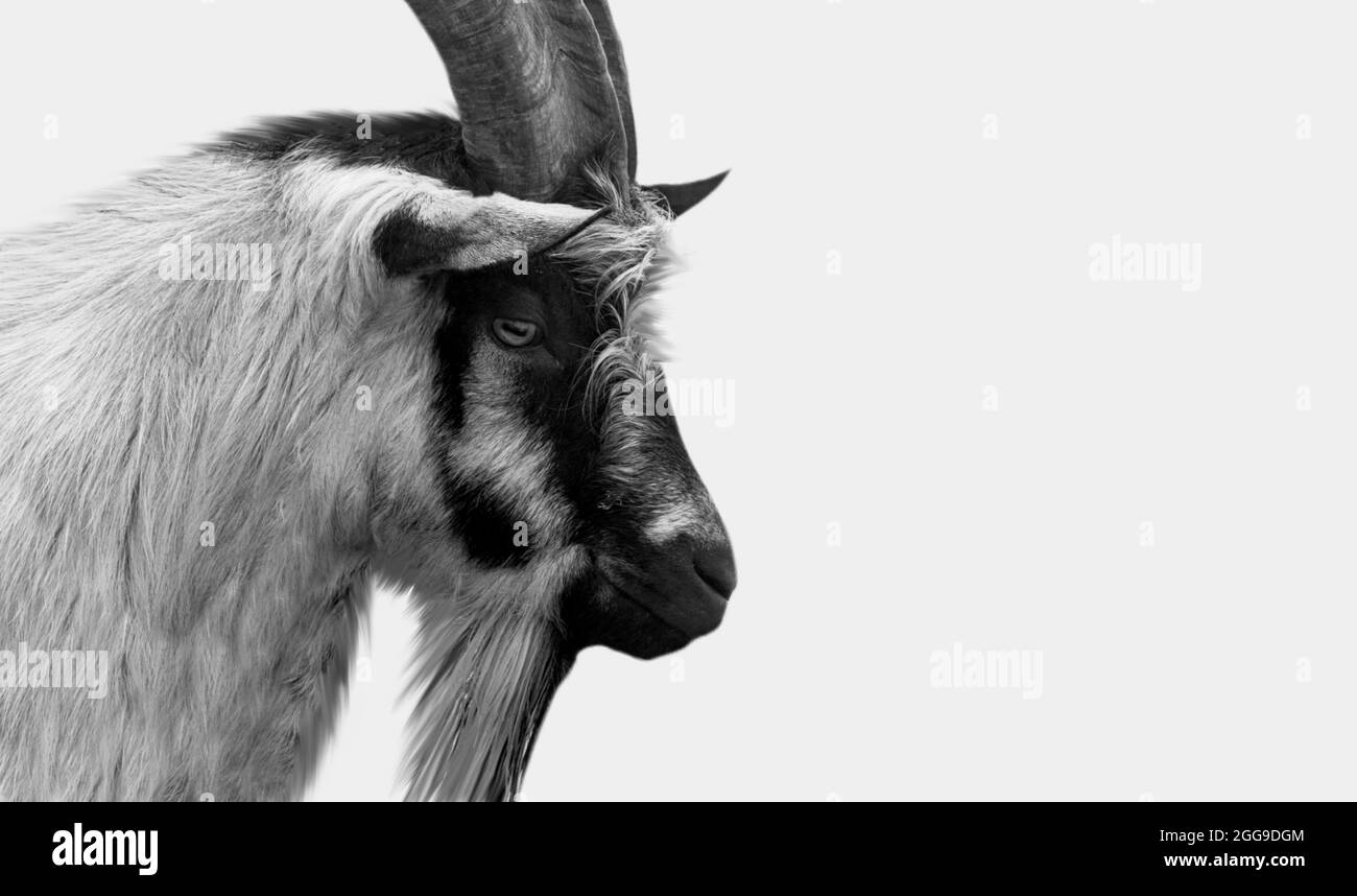 Finnish Landrace Goat