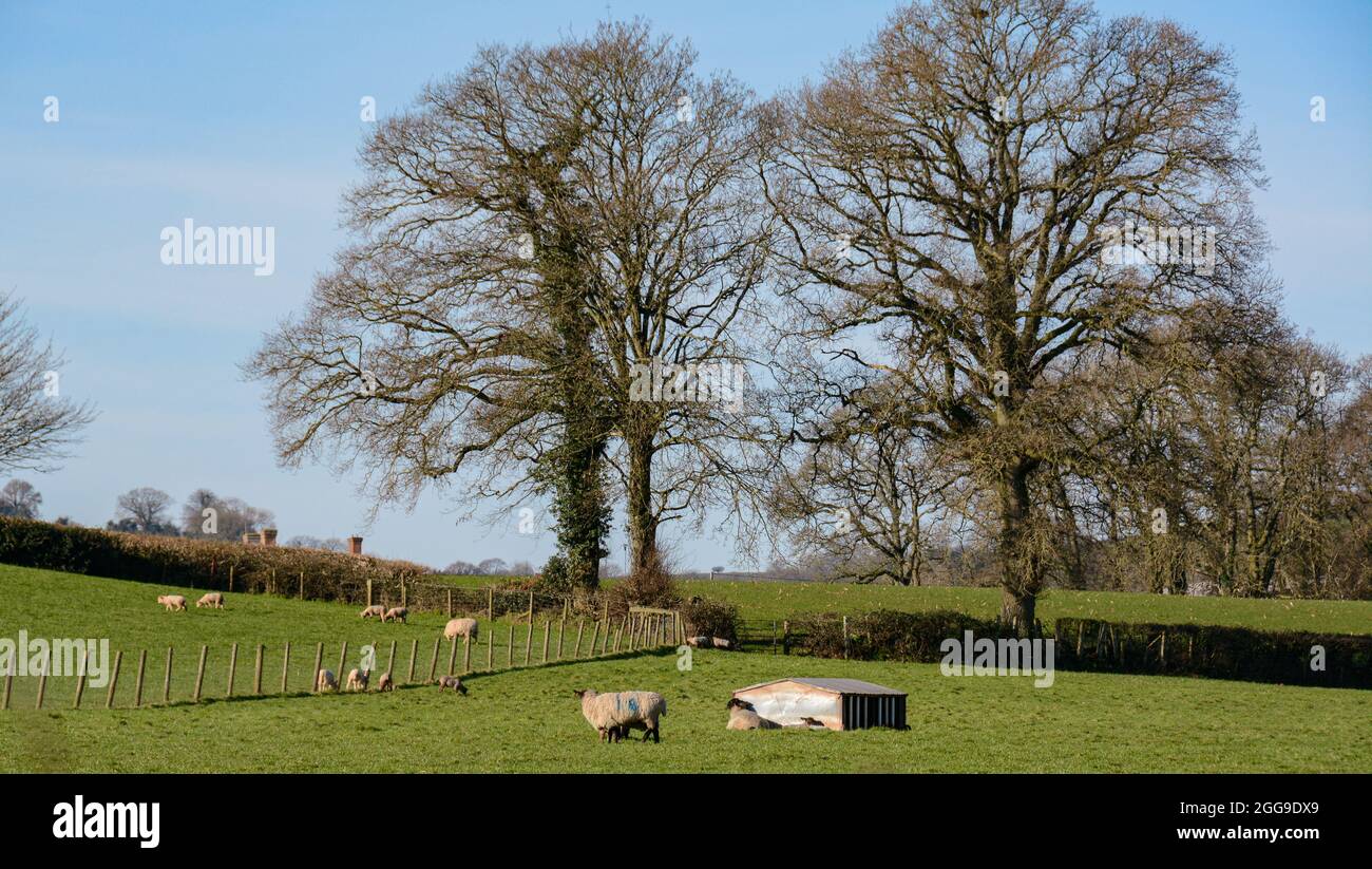 Farmland scenery near Bradninch in the Devon countryside Stock Photo ...