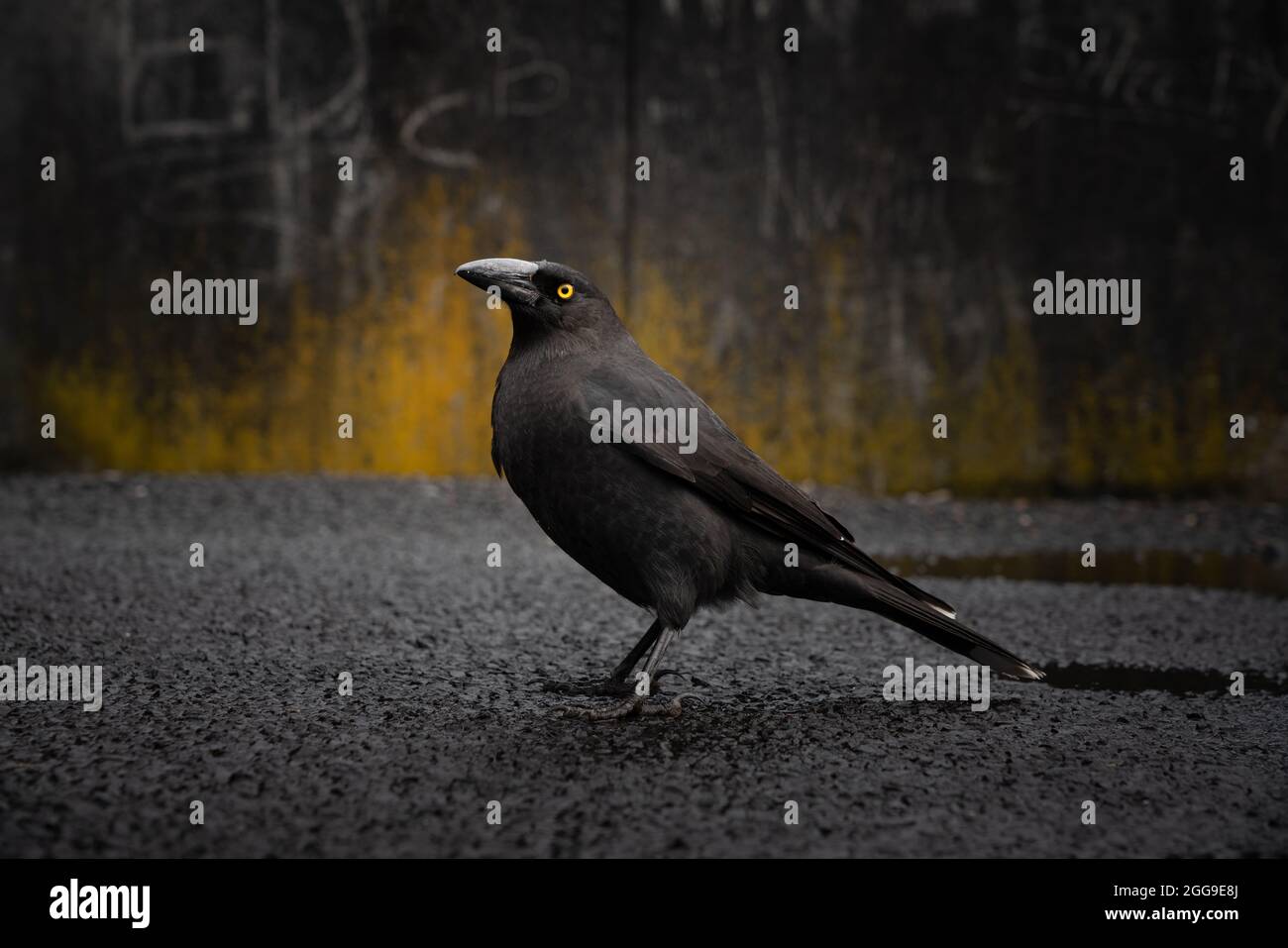 Australian currawong hi-res stock photography and images - Alamy