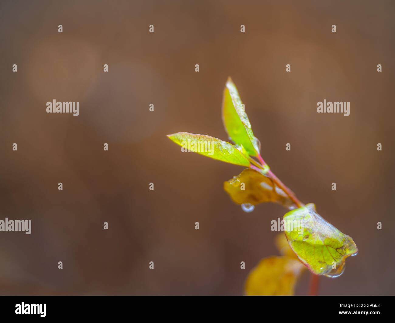 Early spring branch of shrub and tiny green wet leaf in a rainy day ...