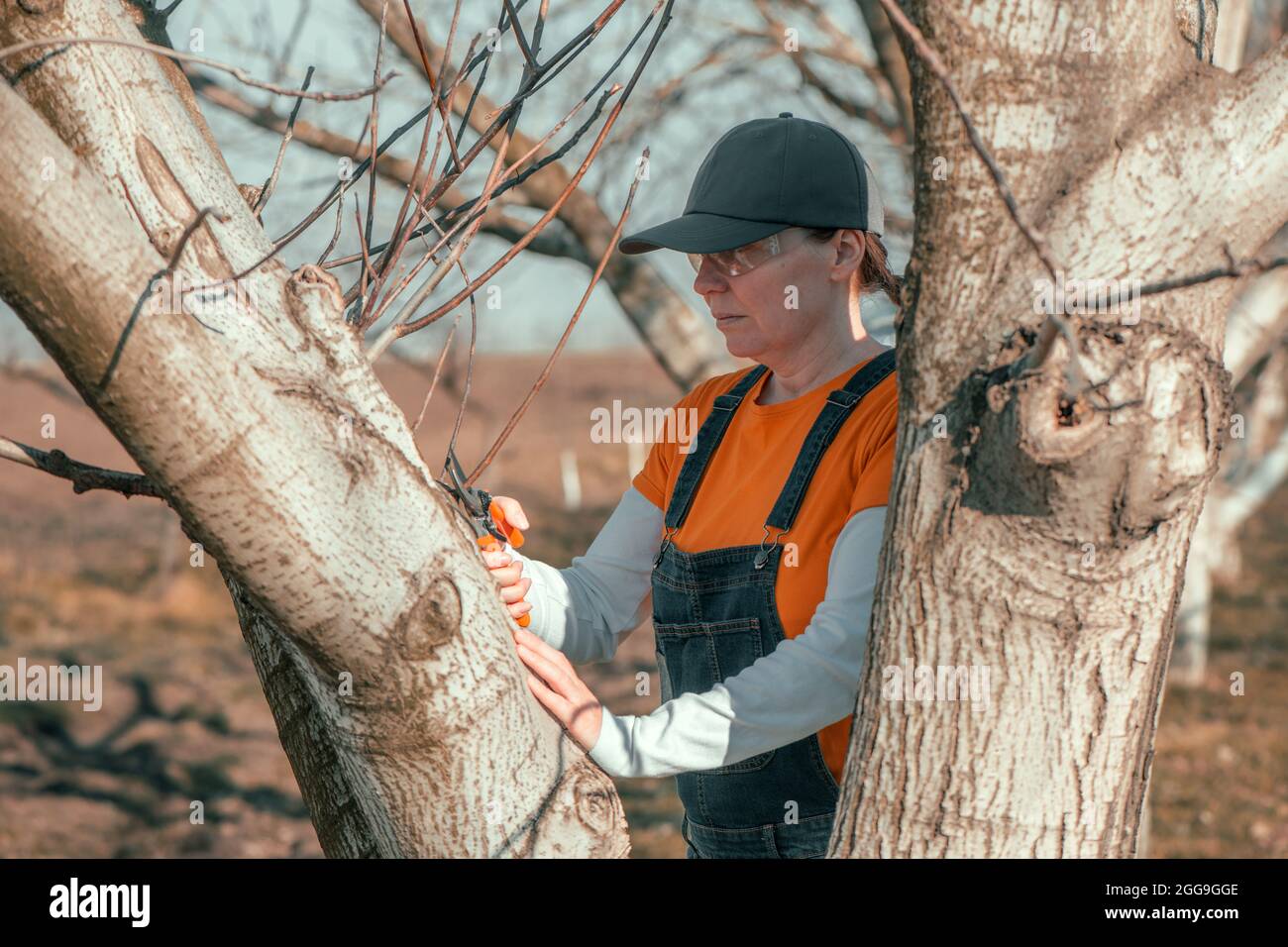 Woman pruning tree hi-res stock photography and images - Alamy
