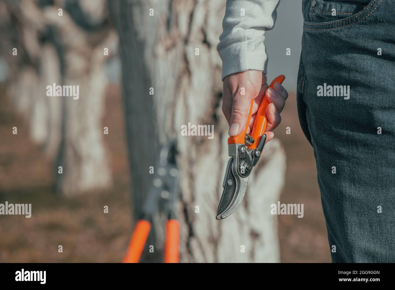 Female gardener posing with hand pruner in walnut orchard ready for ...