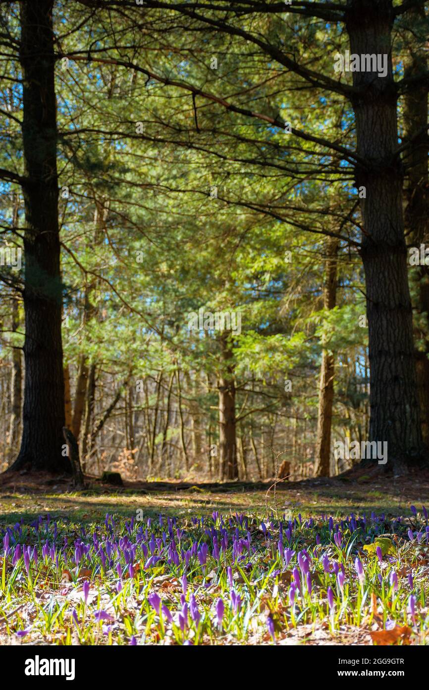 forest nature background in spring. crocus flowers on the glade. trees ...